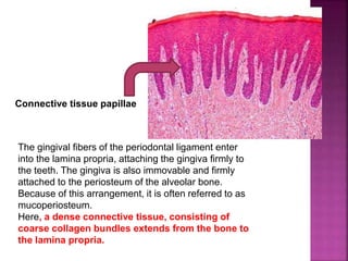 Histology of Gingiva | PPTX
