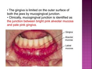Histology of Gingiva | PPTX