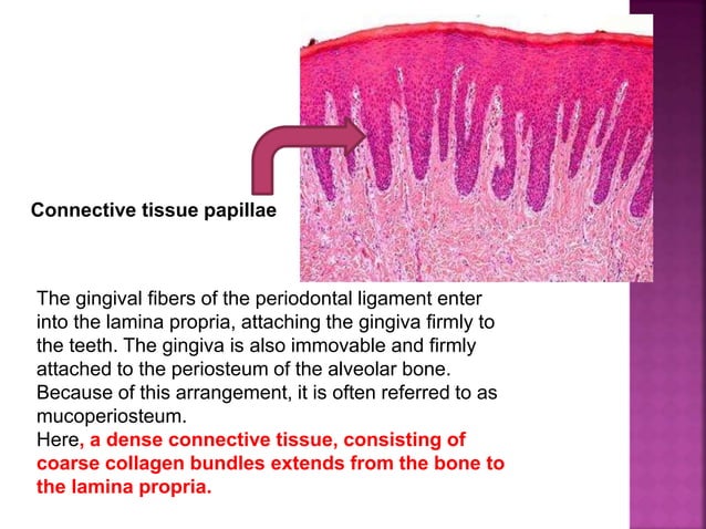 Histology of Gingiva