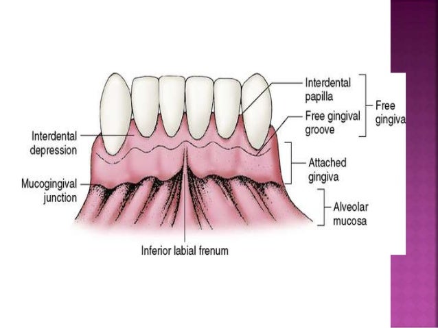 Histology of Gingiva