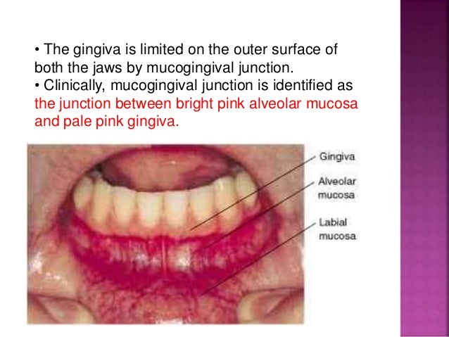 Histology of Gingiva