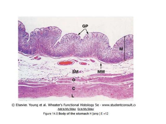 Histology of git | PPTX | Endocrine and Metabolic Diseases | Diseases ...