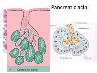 Histology of git | PPTX