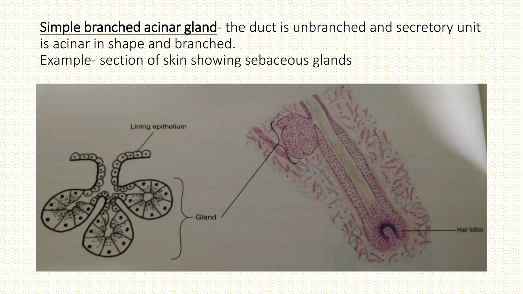 Histology of glands | PPTX