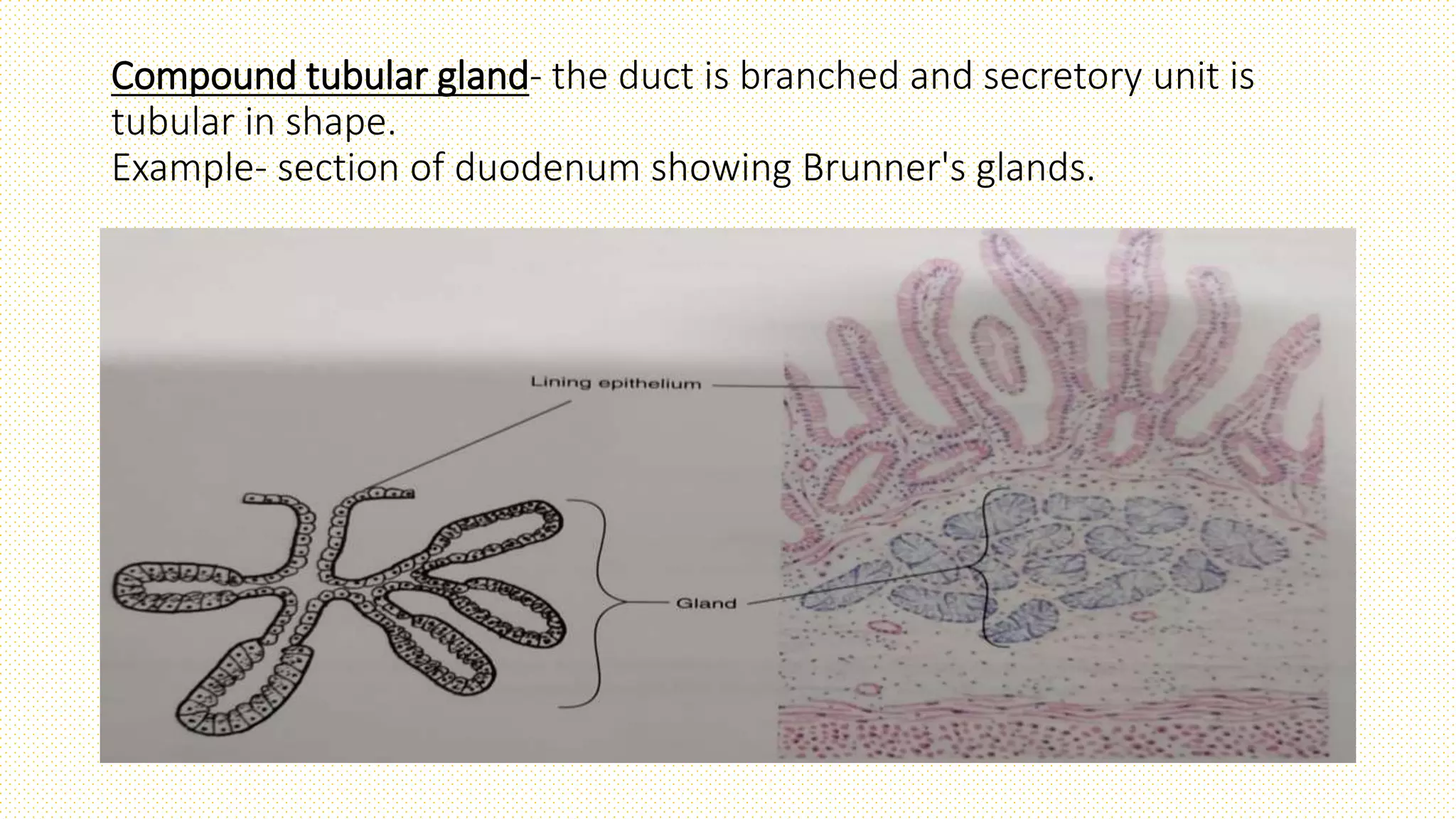 Histology of glands | PPTX
