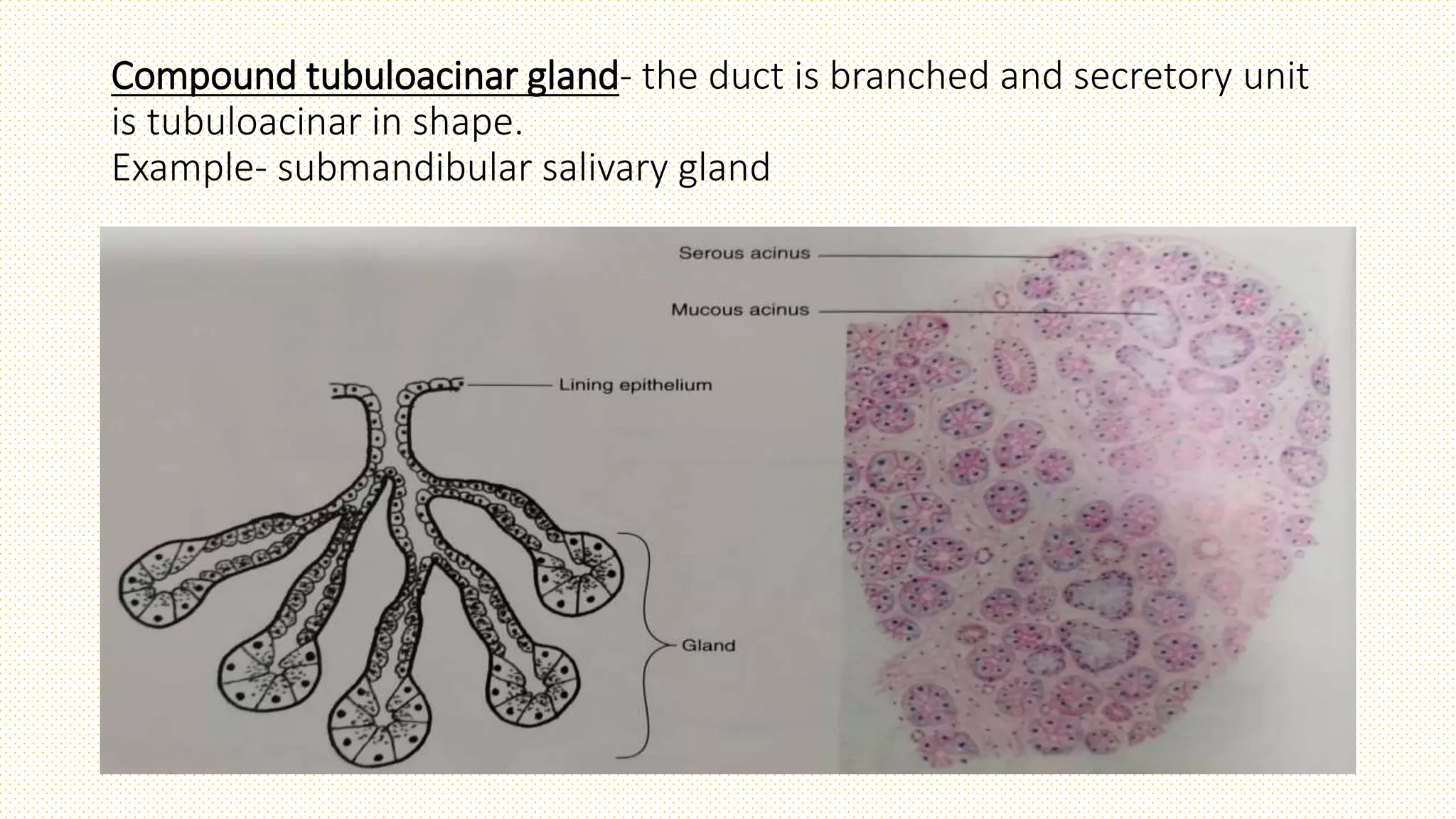 Histology of glands | PPTX