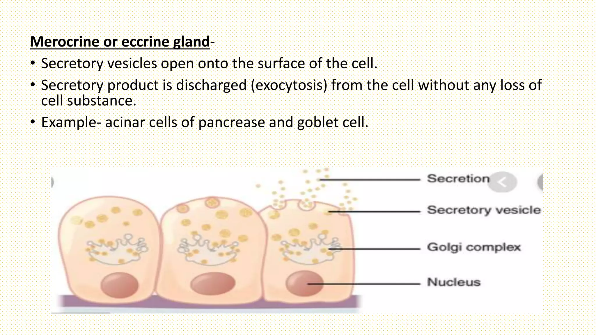 Histology of glands | PPTX