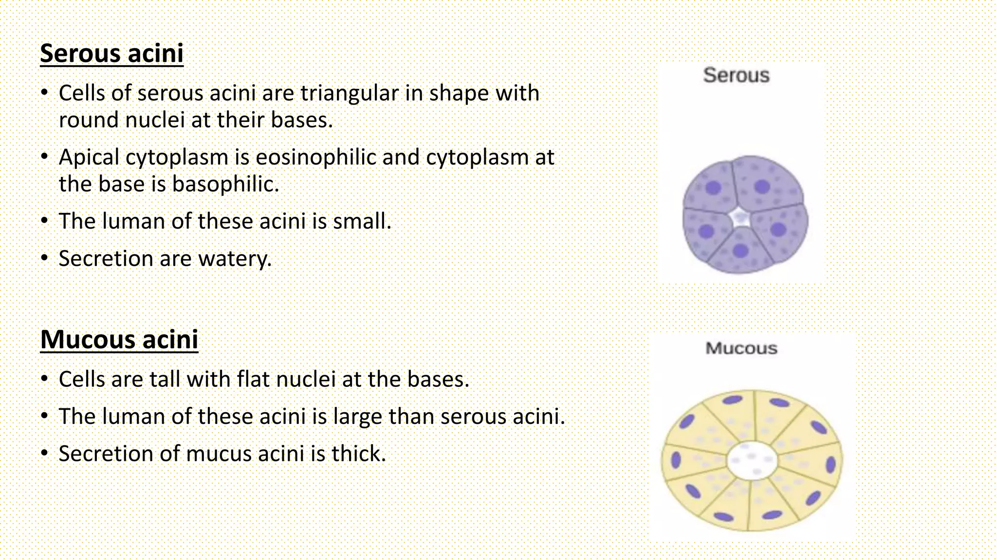 Histology of glands | PPTX
