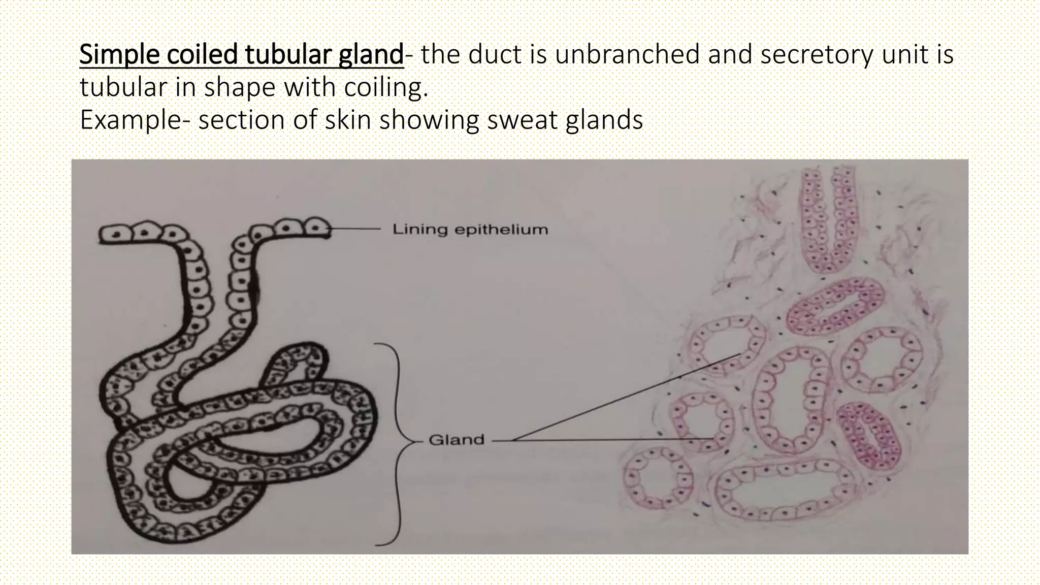 Histology of glands | PPTX