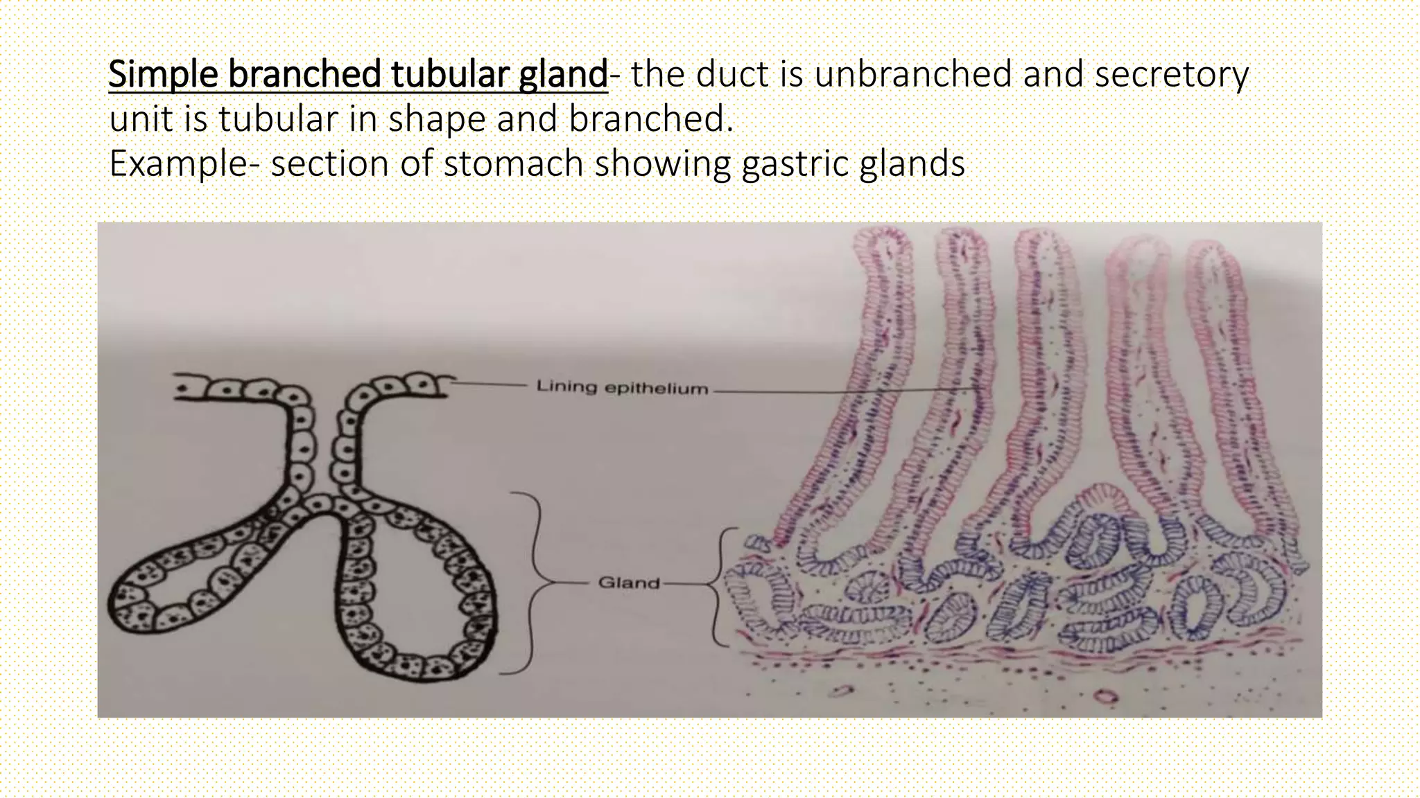 Histology of glands