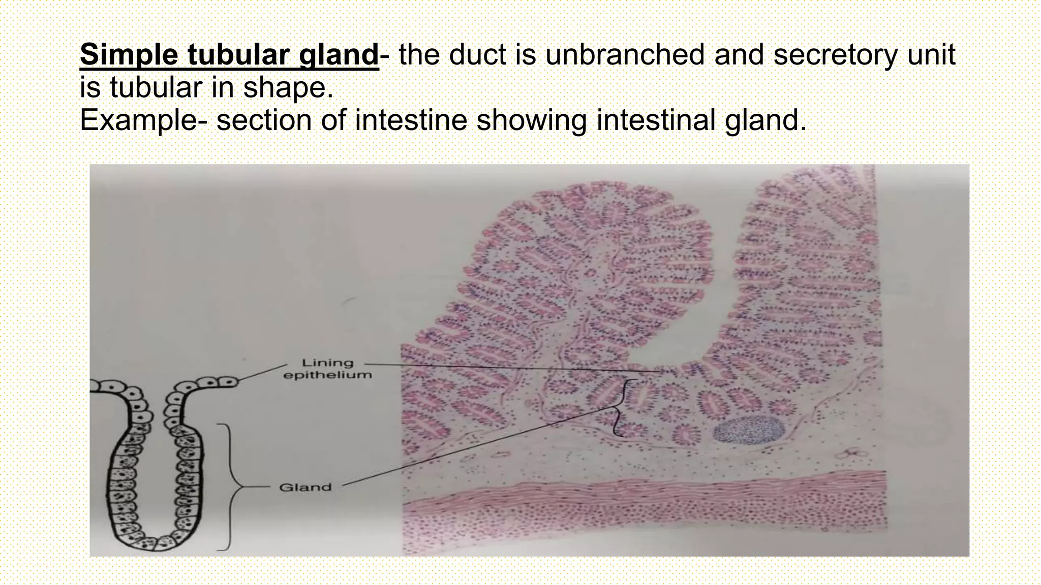 Histology of glands