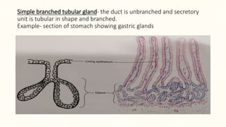 Histology of glands | PPTX