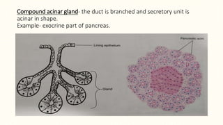 Histology of glands | PPTX