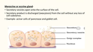 Histology of glands | PPTX