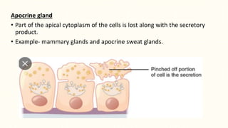 Histology of glands | PPTX