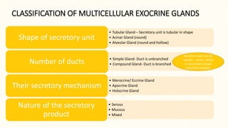 Histology of glands | PPTX