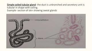 Histology of glands | PPTX