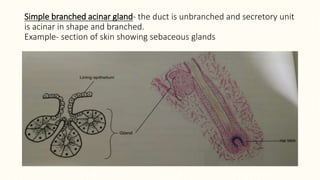 Histology of glands | PPT