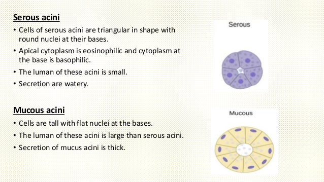 Histology of glands