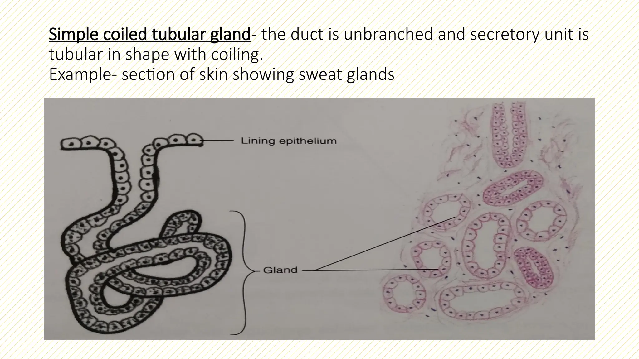 histologyofglands-1911160h419370000.pptx