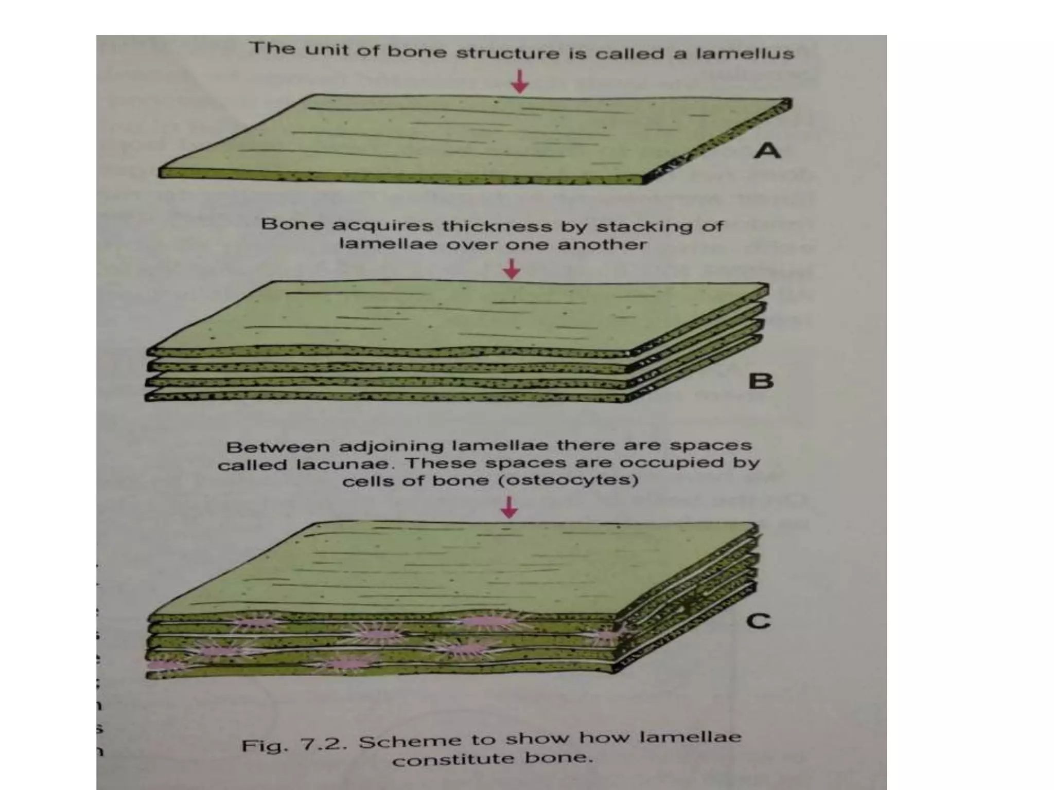 Histology of growth plate (2)n | PPT