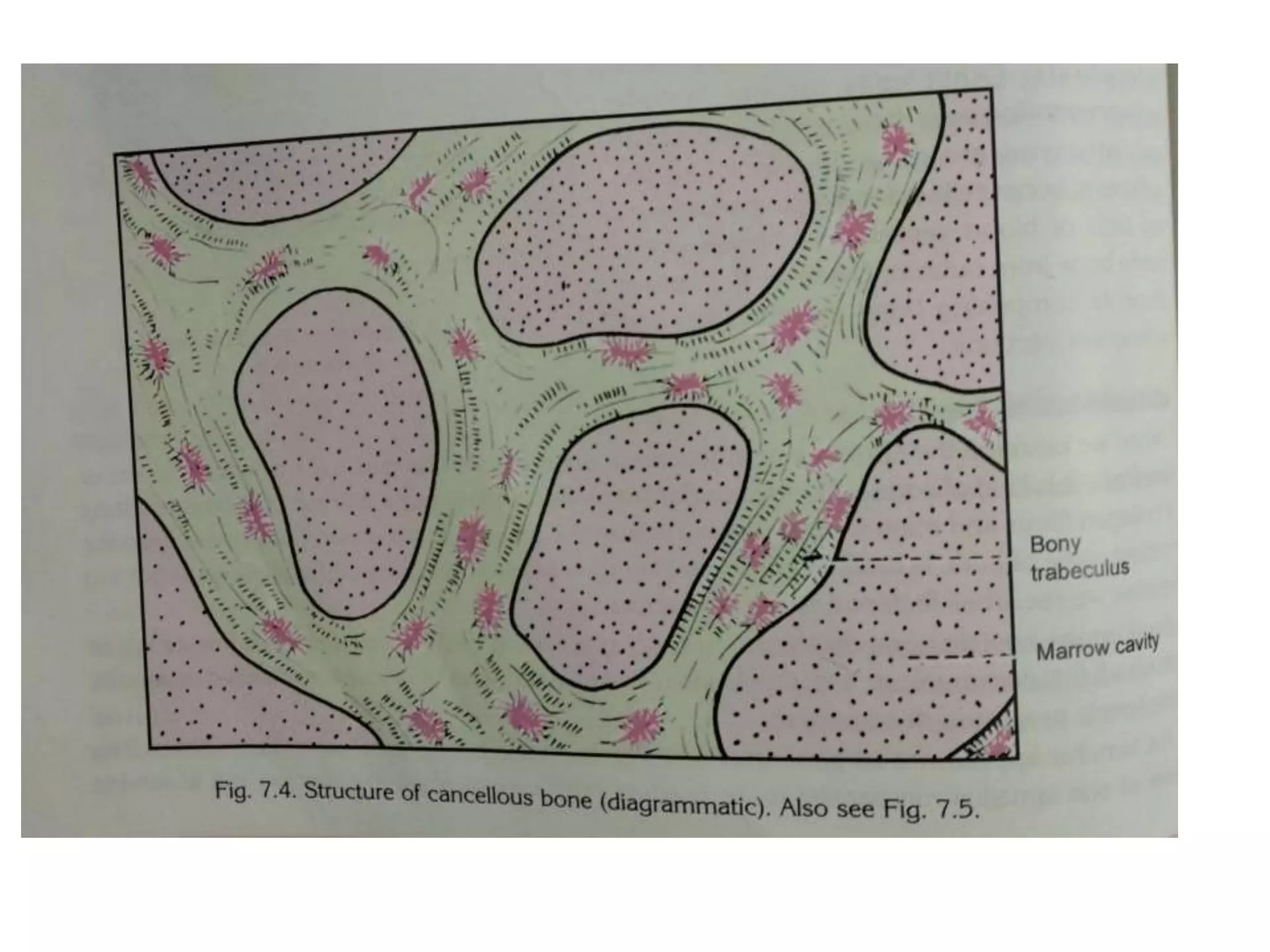 Histology of growth plate (2)n | PPT