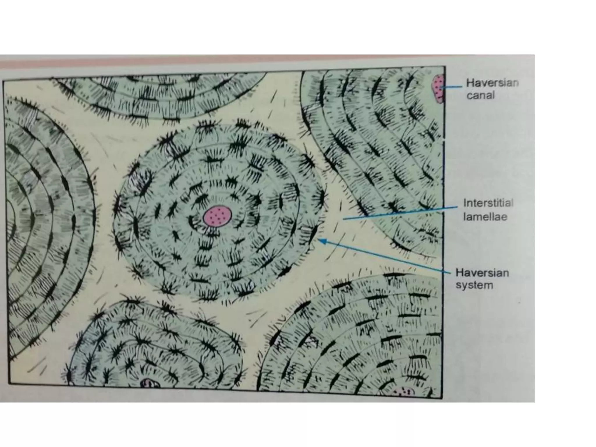 Histology of growth plate (2)n | PPT