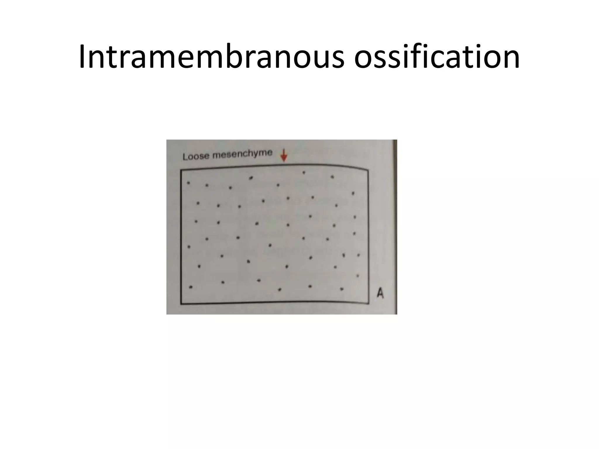 Histology of growth plate (2)n | PPT