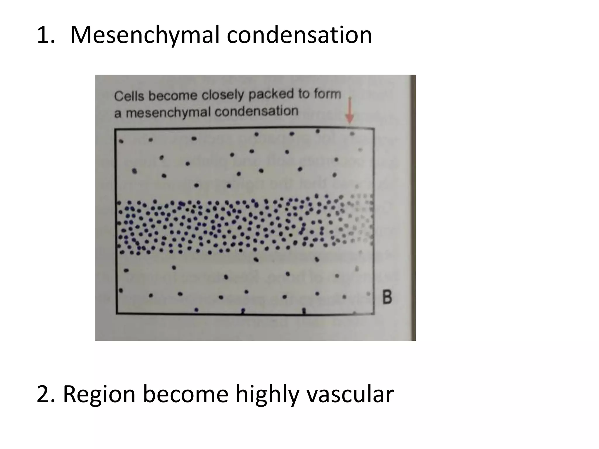 Histology of growth plate (2)n | PPT