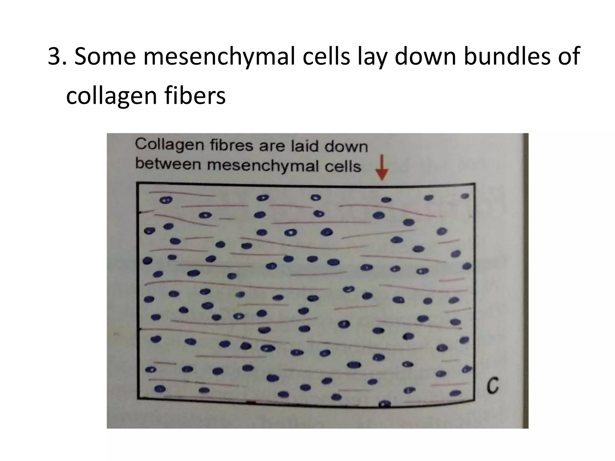 Histology of growth plate (2)n | PPT