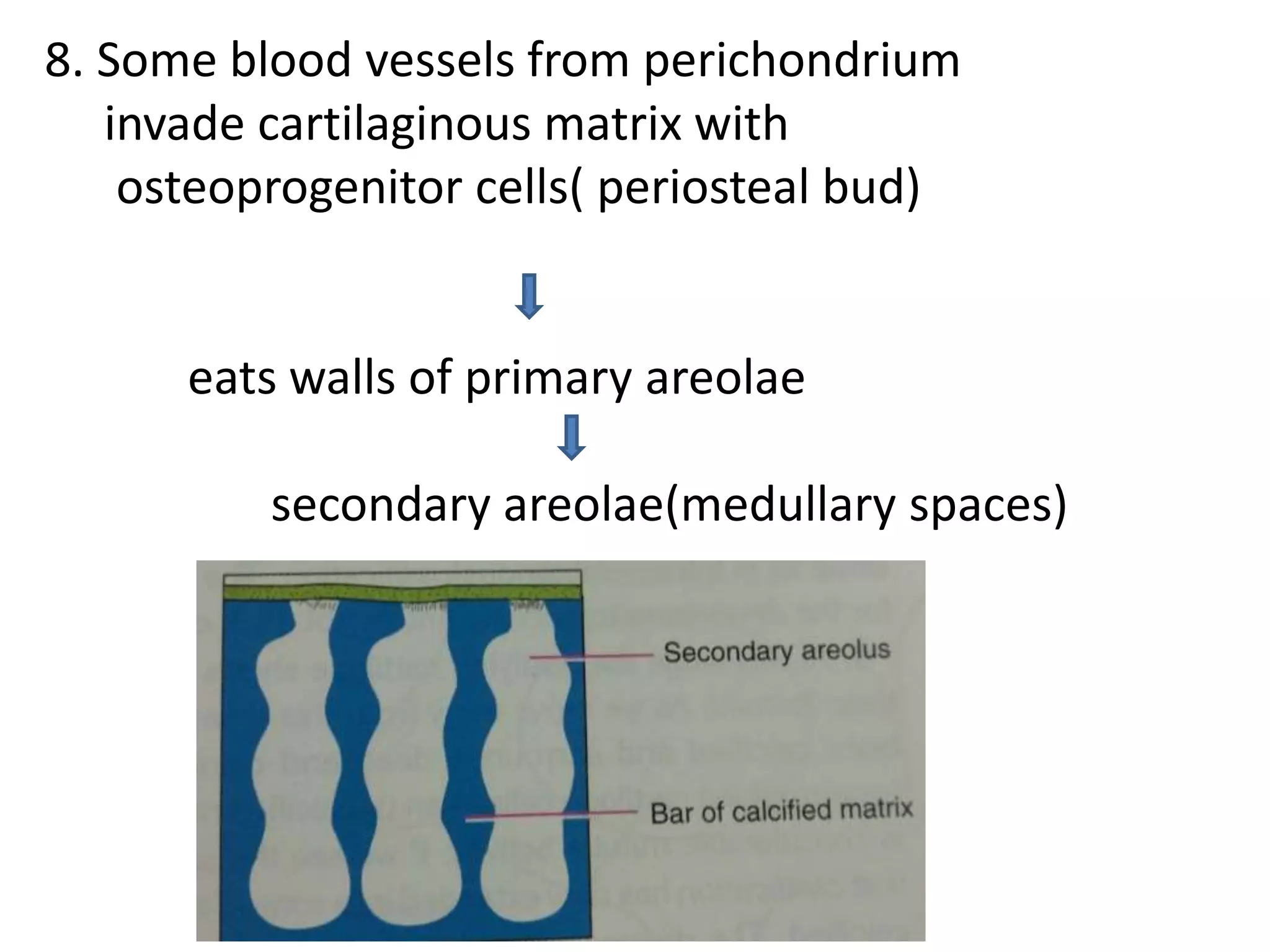 Histology of growth plate (2)n | PPT