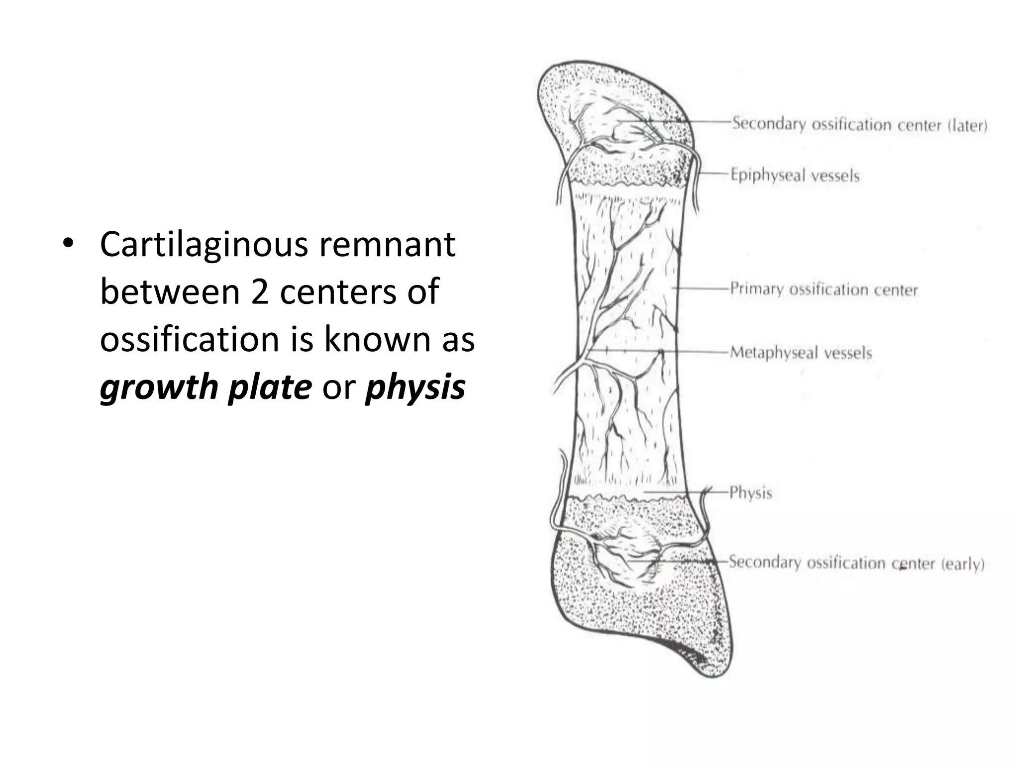 Histology of growth plate (2)n | PPT