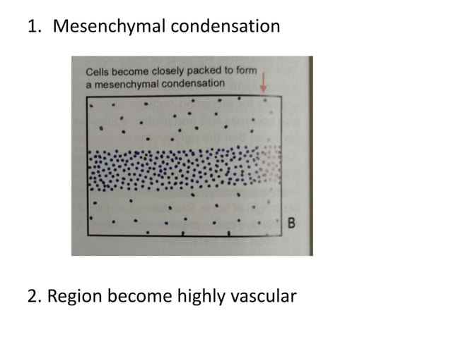 Histology of growth plate (2)n | PPT