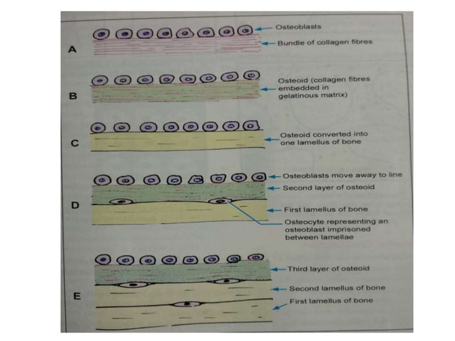 Histology of growth plate (2)n | PPT