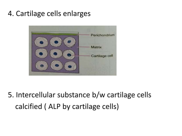 Histology of growth plate (2)n | PPT