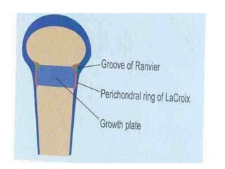 Histology of growth plate (2)n | PPTX