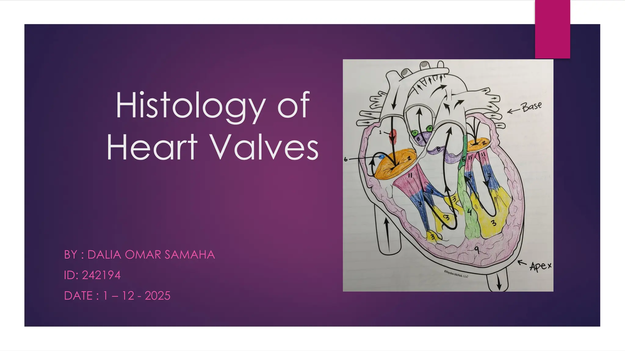 Histology of Heart Valves aorta and mitral valve | PPTX