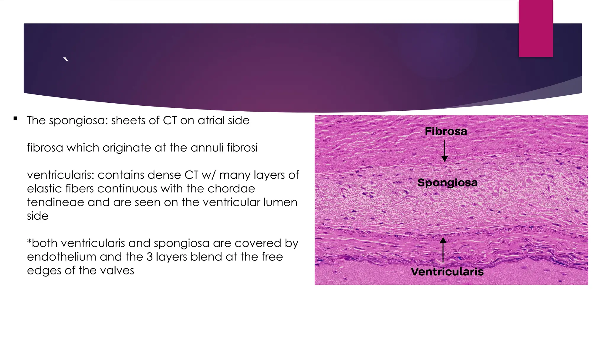 Histology of Heart Valves aorta and mitral valve | PPTX