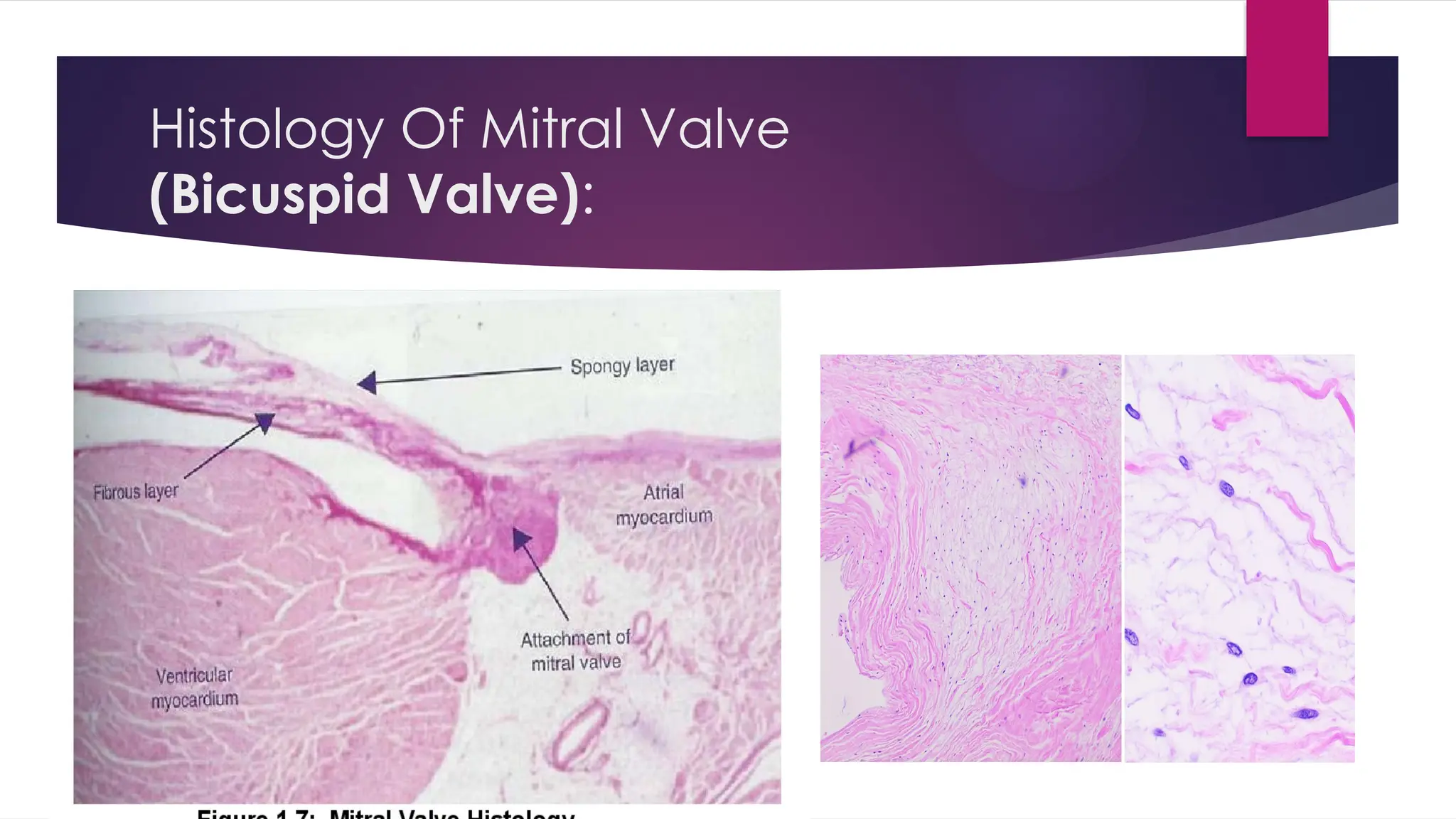 Histology of Heart Valves aorta and mitral valve | PPTX