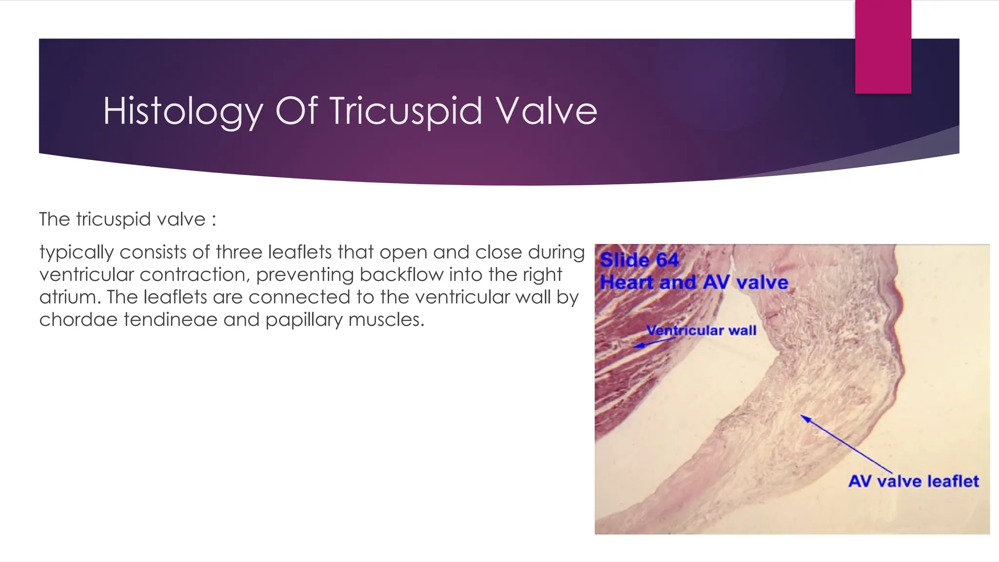 Histology of Heart Valves aorta and mitral valve | PPTX
