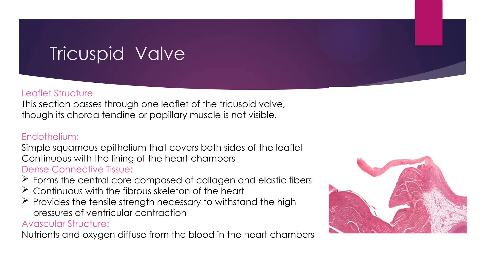 Histology of Heart Valves aorta and mitral valve | PPTX