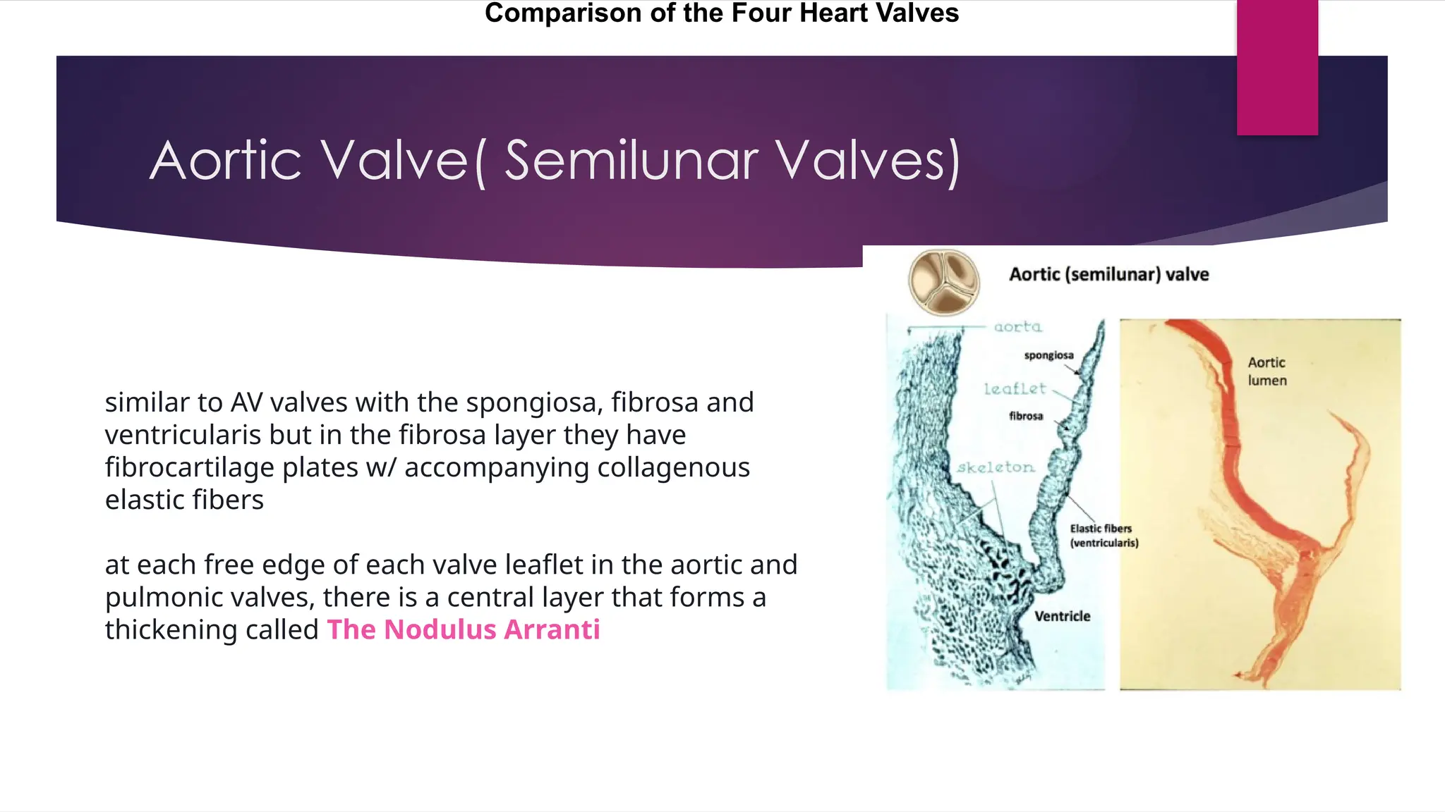 Histology of Heart Valves aorta and mitral valve | PPTX