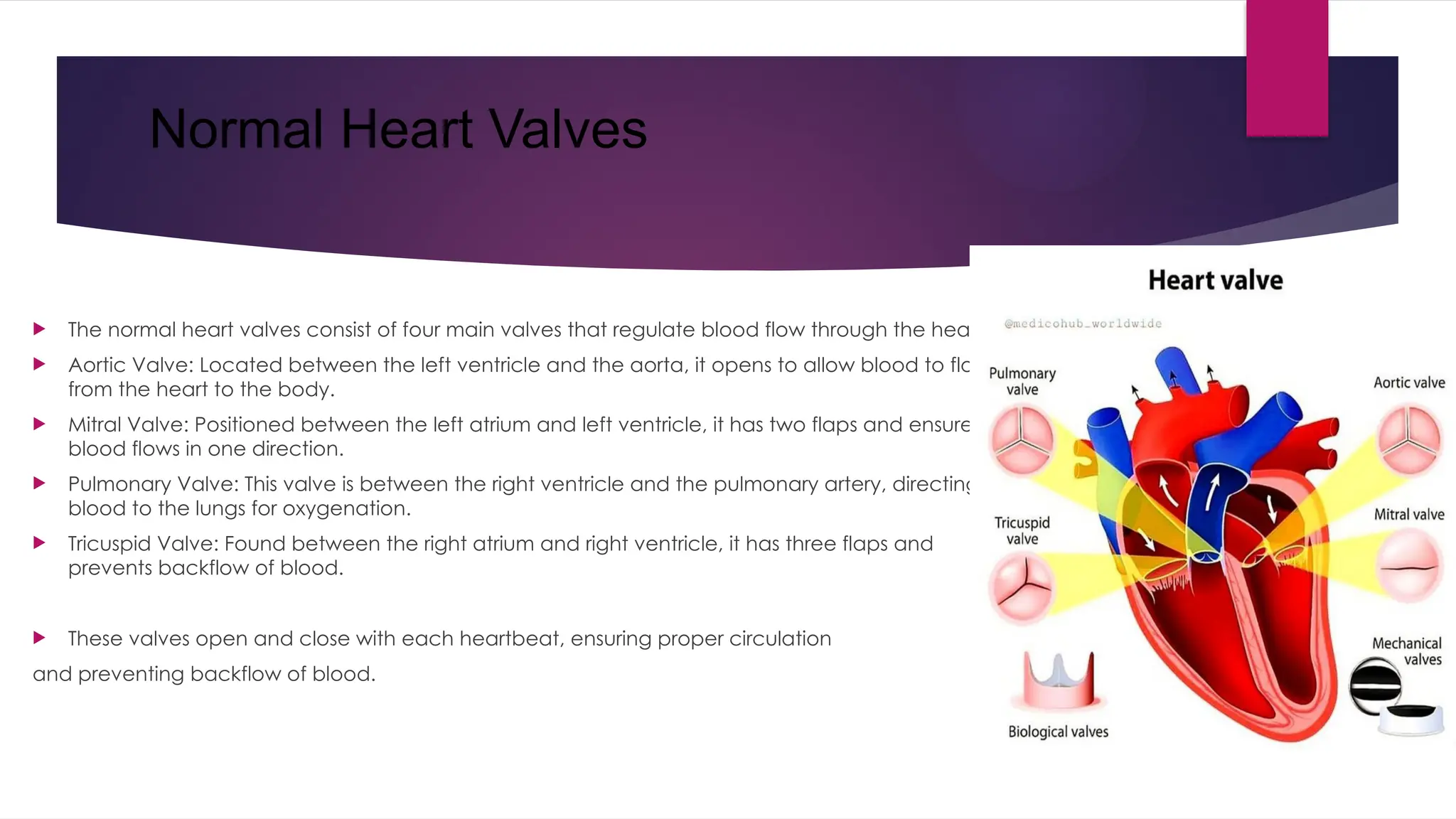 Histology of Heart Valves aorta and mitral valve | PPTX