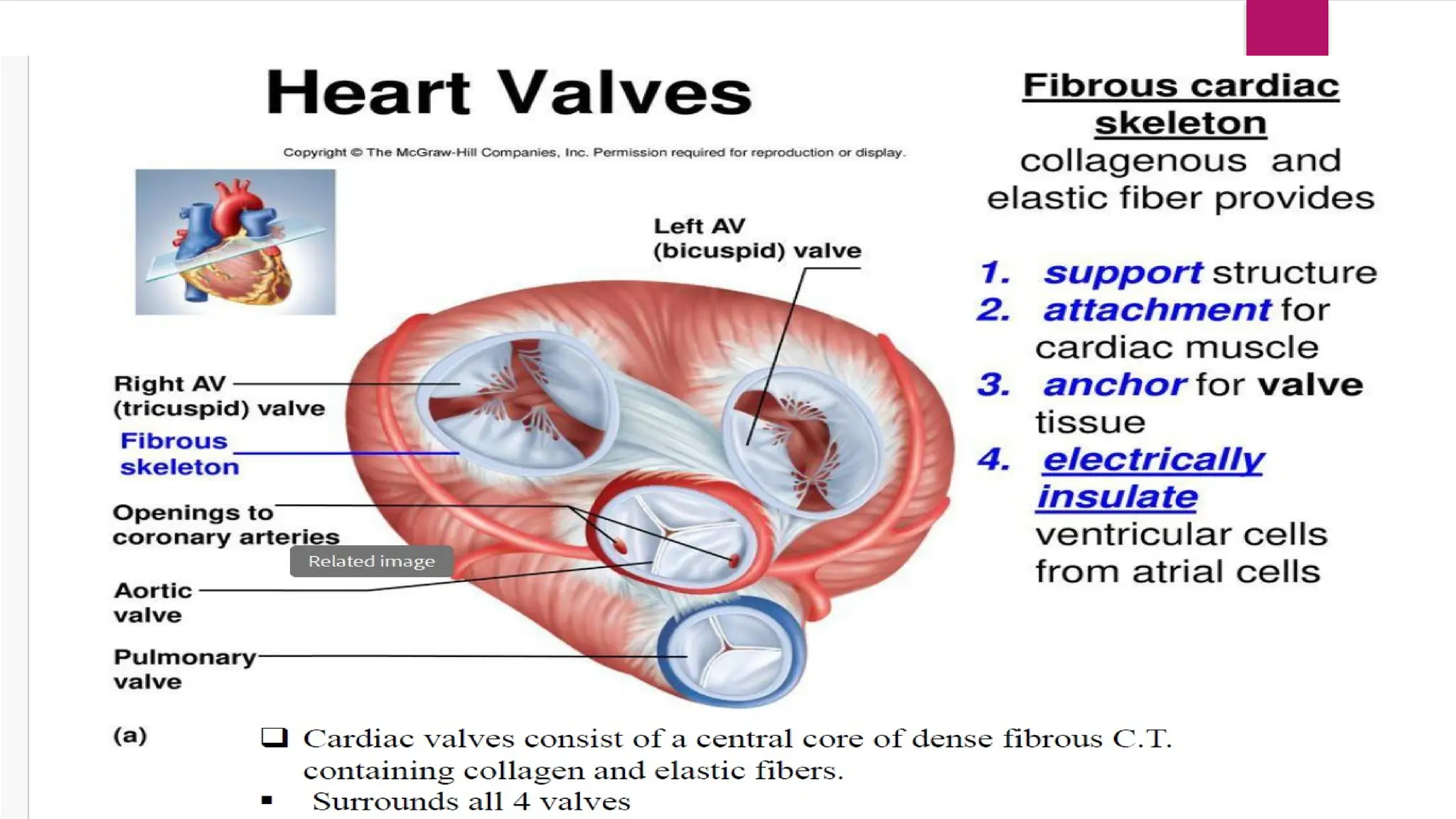 Histology of Heart Valves aorta and mitral valve | PPTX