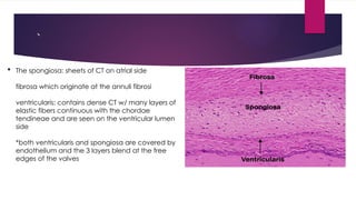 Histology of Heart Valves aorta and mitral valve | PPTX