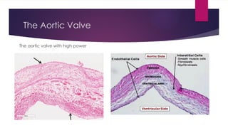 Histology of Heart Valves aorta and mitral valve | PPTX