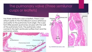 Histology of Heart Valves aorta and mitral valve | PPTX
