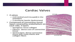 Histology of Heart Valves aorta and mitral valve | PPTX