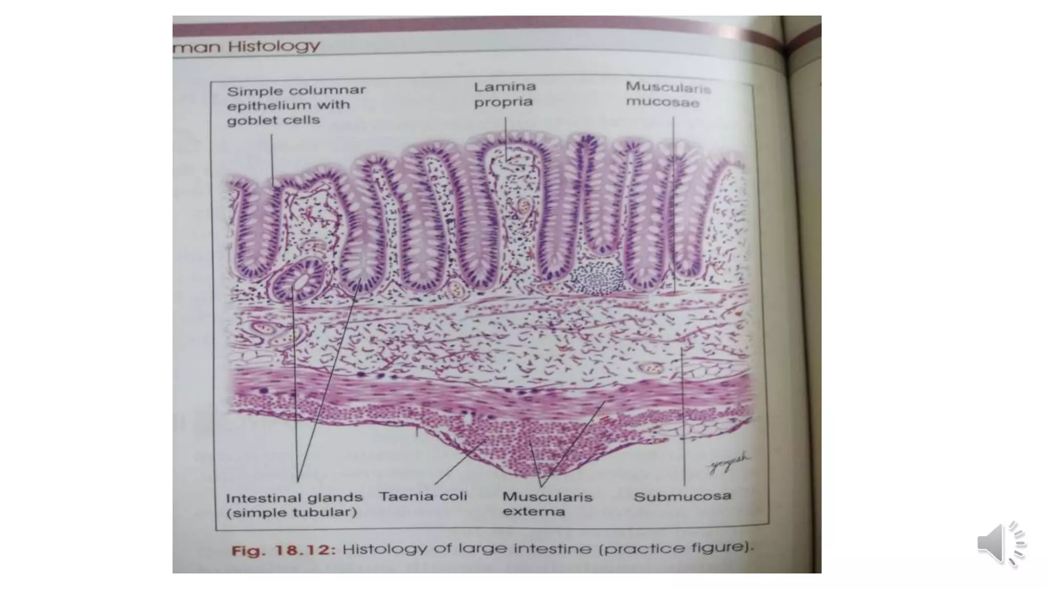 Histology of ileum, large intestine and liver | PPTX