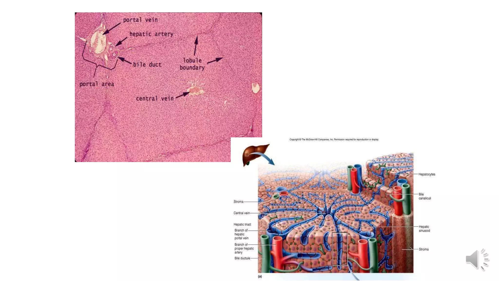 Histology of ileum, large intestine and liver | PPTX